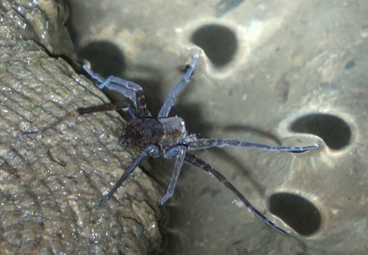 Dolomedes raptor from 日本、東京都八王子市下恩方町 北浅川 on June 9, 2020 at 11:29 PM by ...