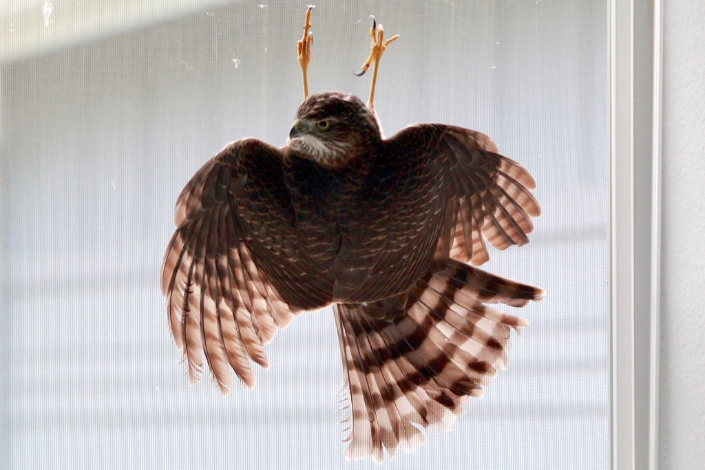 Sharp-shinned Hawk from Calabasas Village, Calabasas, CA 91302, USA on ...