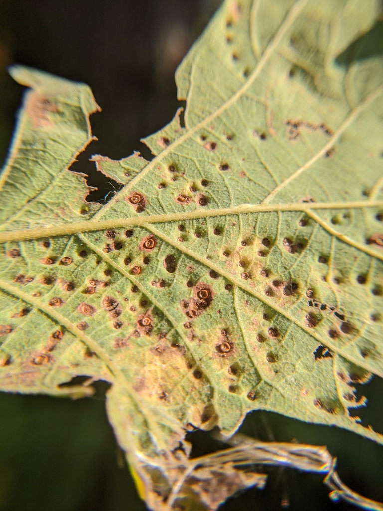 Jumping Gall Wasp from Detroit, MI, USA on October 9, 2020 at 01:00 PM ...