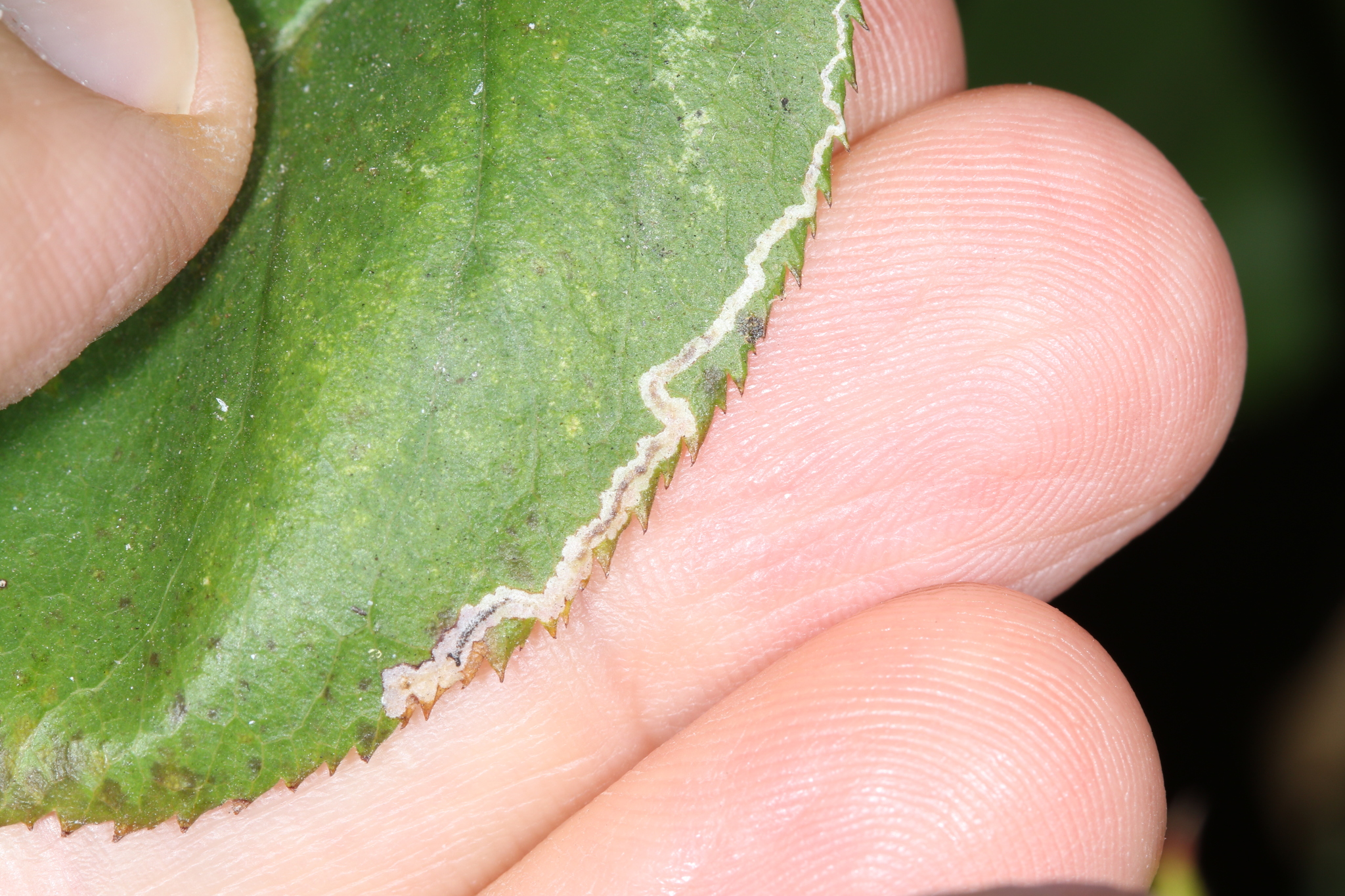 Stigmella centifoliella (Zeller, 1848) Beirne, 1945