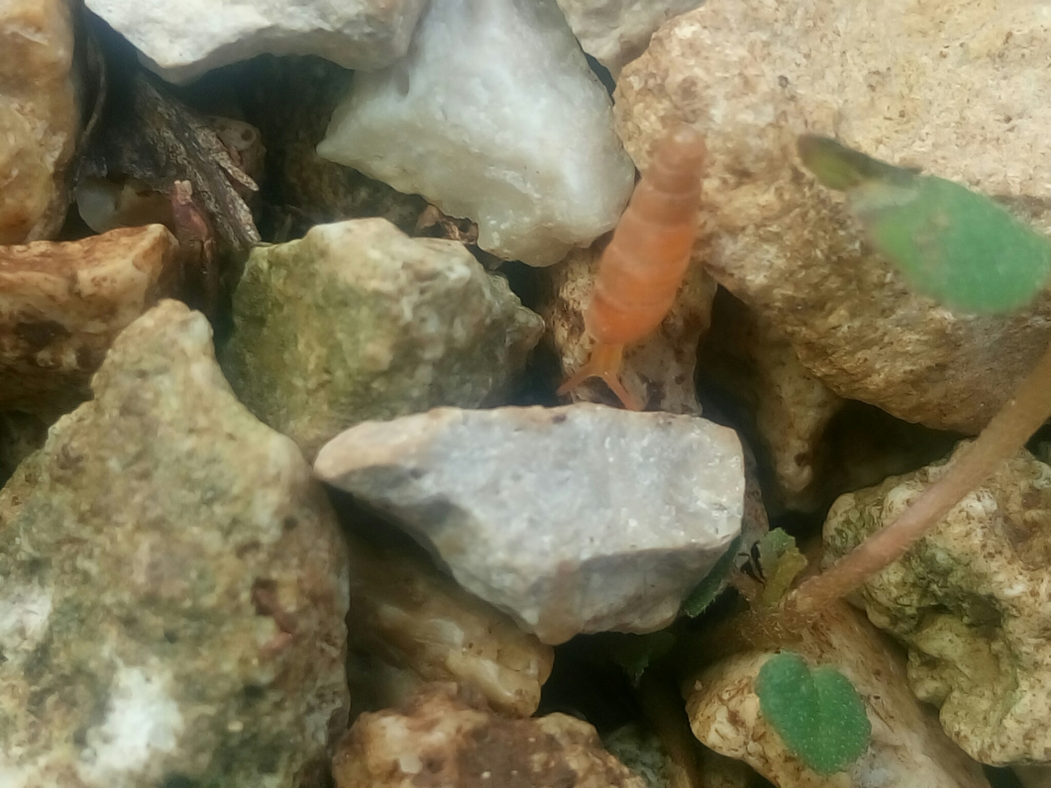 Gulella L.Pfeiffer, 1856