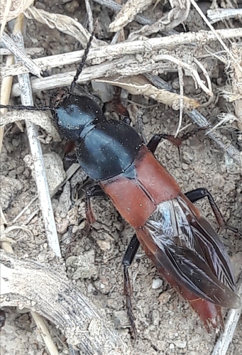 Quedius marginiventris · iNaturalist