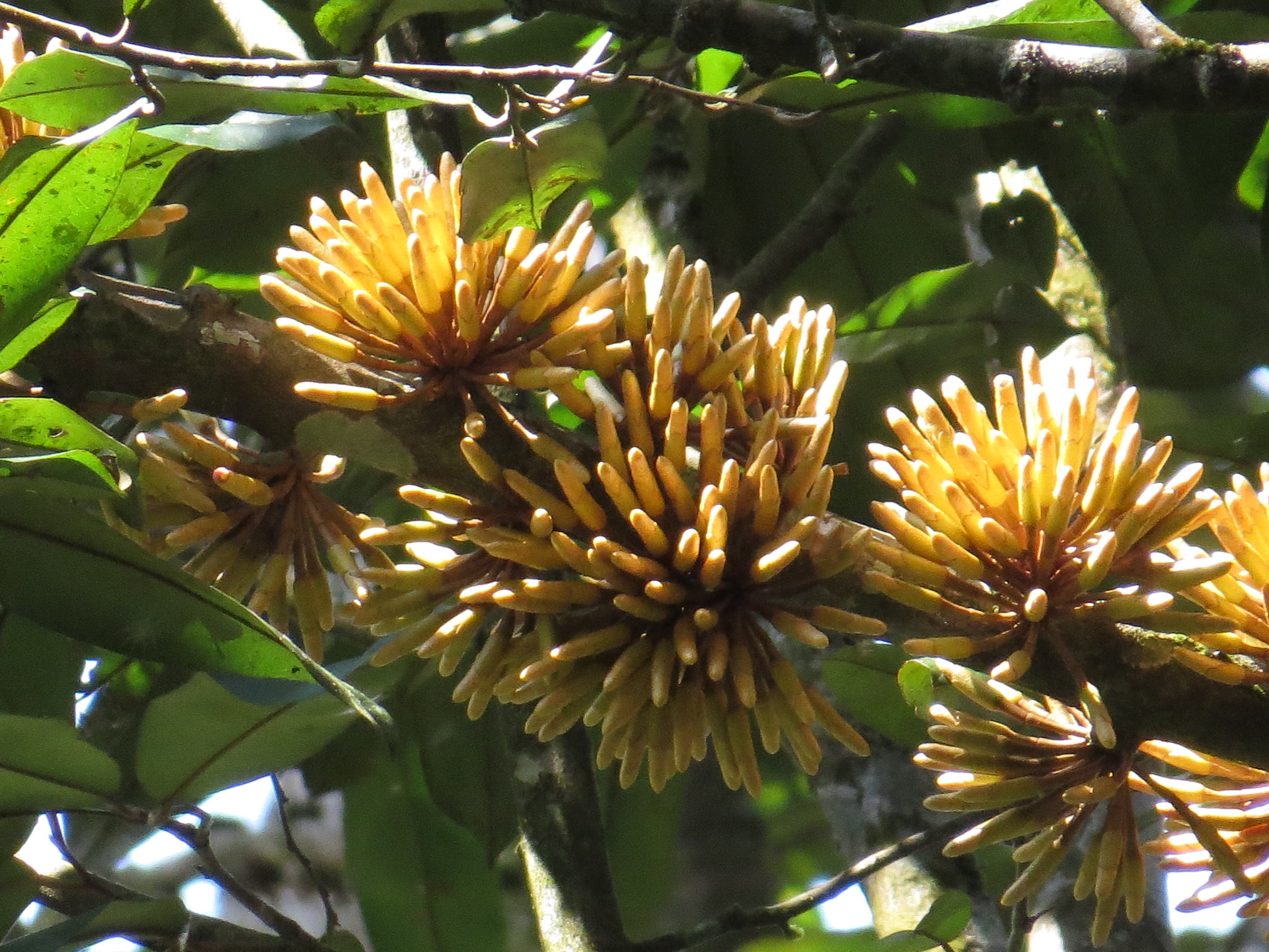 Cullenia exarillata A.Robyns