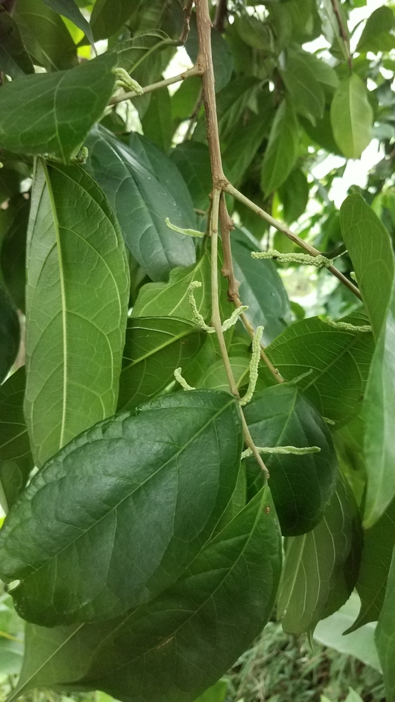 Trophis racemosa from Managua, NI-MN, NI on August 29, 2020 at 12:24 PM ...