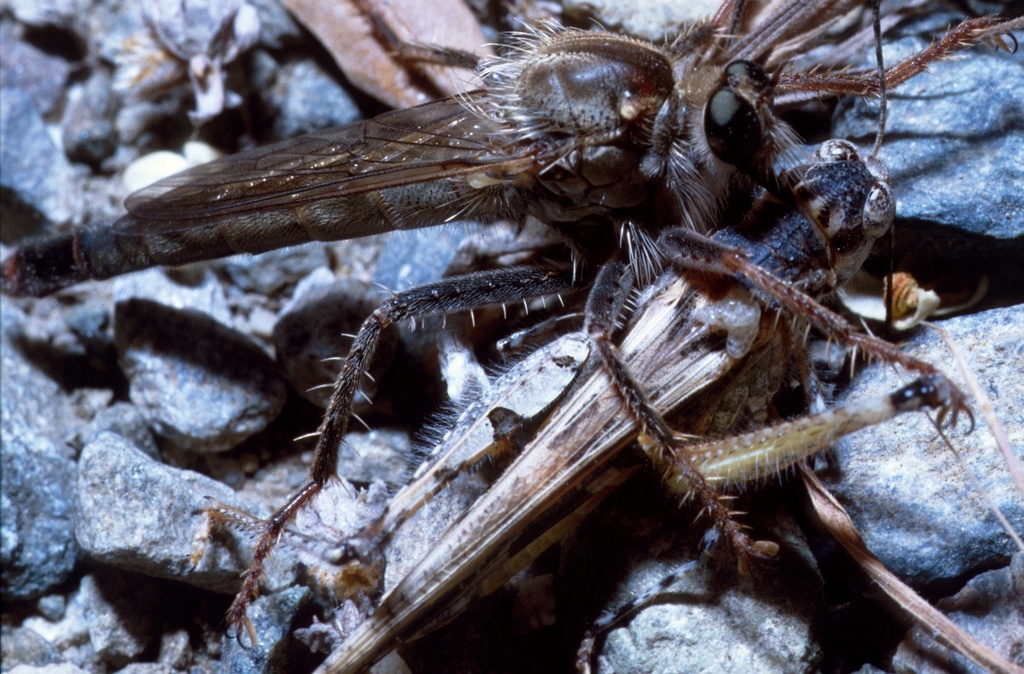 Stenopogon junceus from Pitsidia 702 00, Griechenland on June 12, 1992 ...