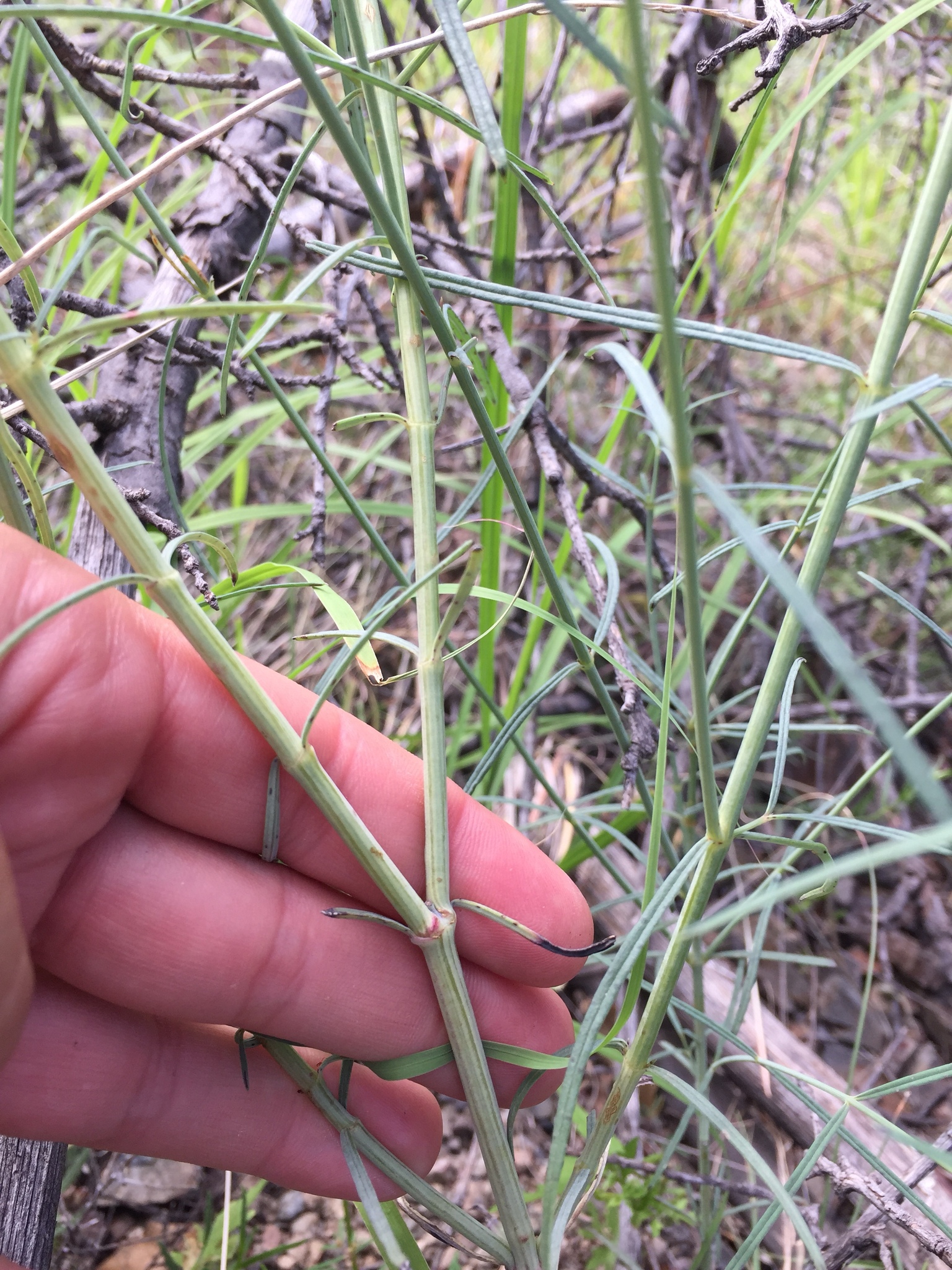 Pectis imberbis A.Gray