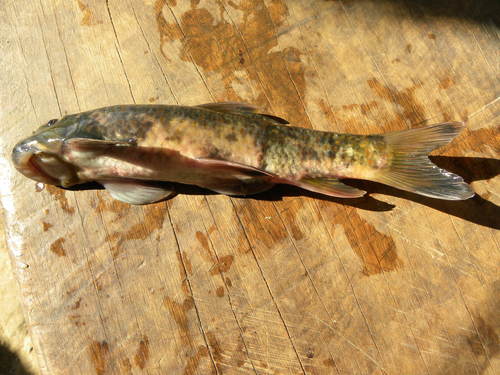 Subspecies Garra gotyla stenorhynchus · iNaturalist