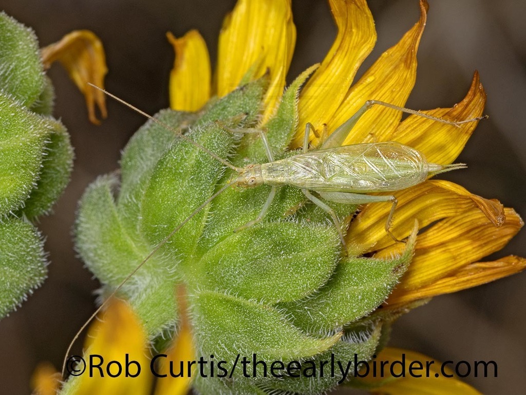 Common Tree Crickets from South Dakota, USA on August 24, 2020 at 08:03 ...