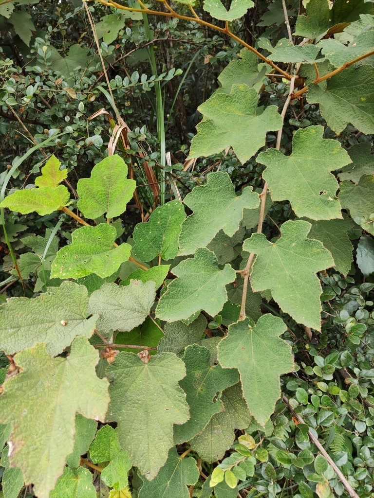 Rusty-haired Raspberry (Rubus reflexus) - Botanical Realm