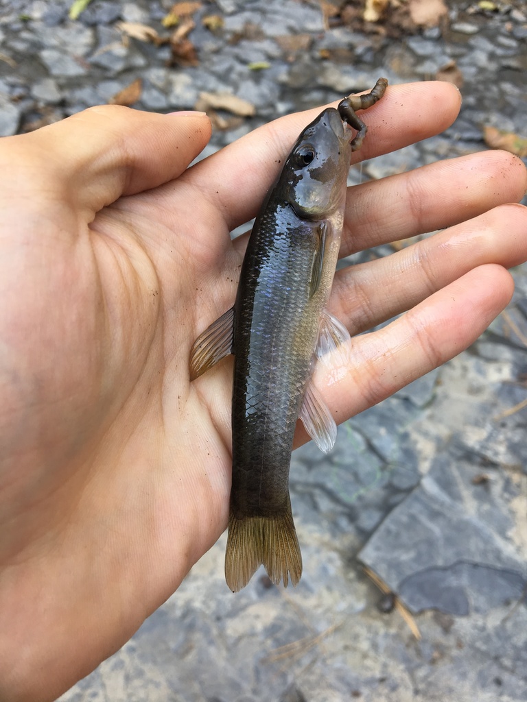 Cutlip Minnow from Ithaca, NY, USA on October 10, 2020 at 02:03 PM by ...