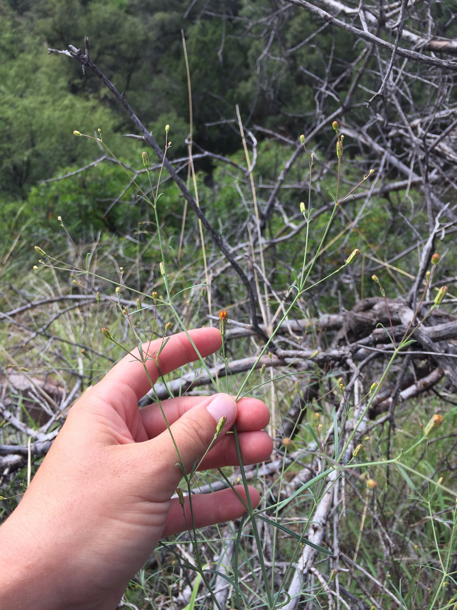 Pectis imberbis A.Gray