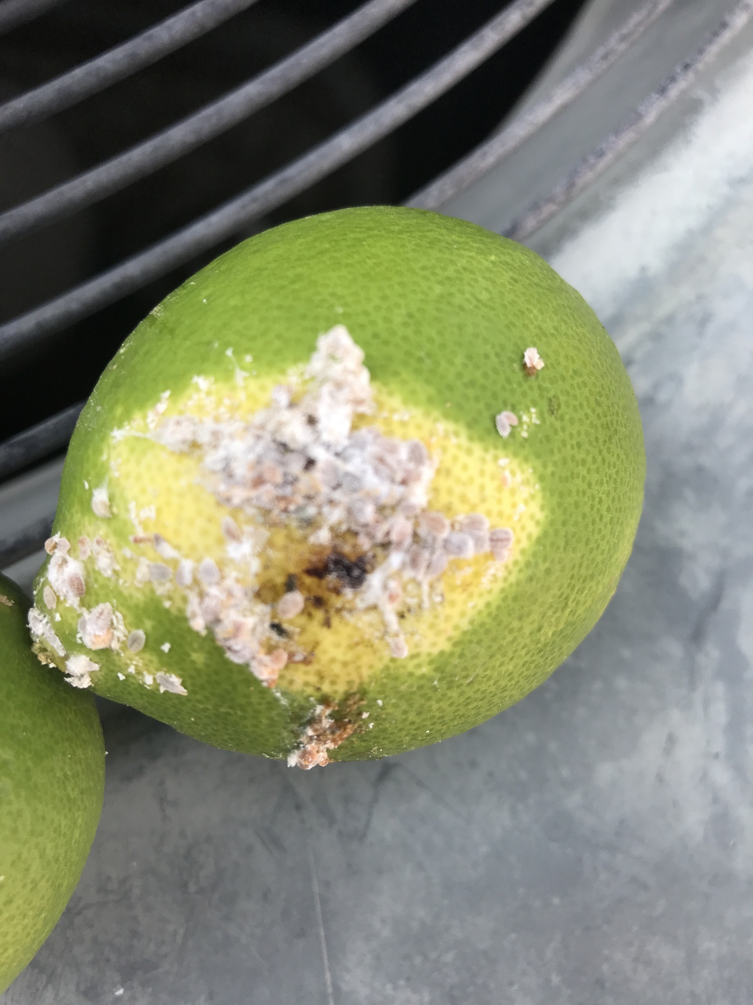 Planococcus citri (Risso, 1813)