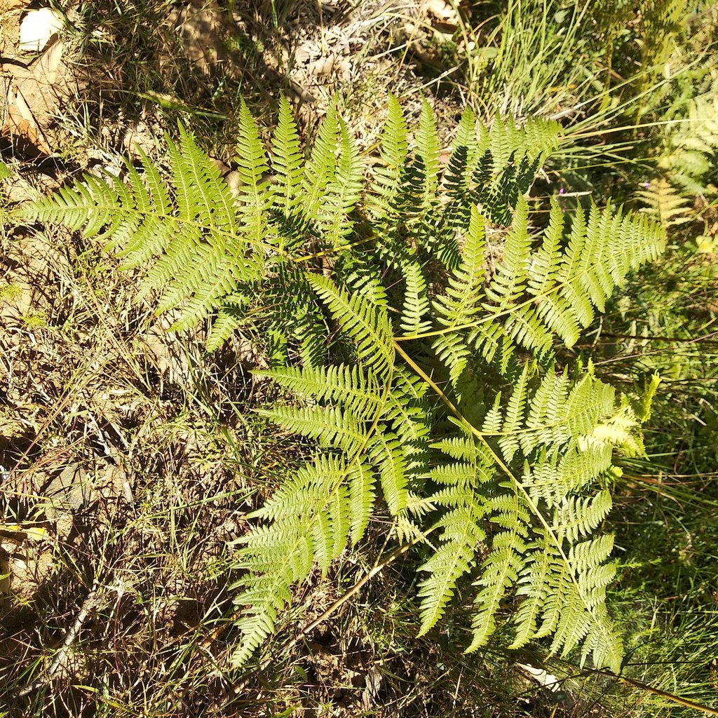 Pteridium feei from Ocoyucan, Pue., México on October 10, 2020 at 11:52 ...