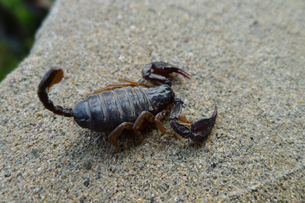 European Yellow-tailed Scorpion from Olot, Catalonia on May 14, 2014 by ...