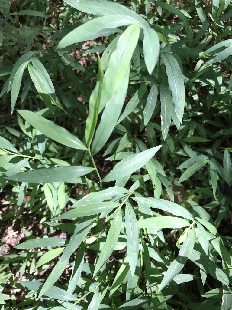 Japanese Stiltgrass (Invasive Plants of Maryland) · iNaturalist