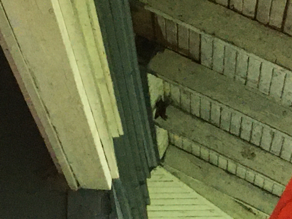 Townsend's Western Big-eared Bat in October 2020 by Forrest Baum ...