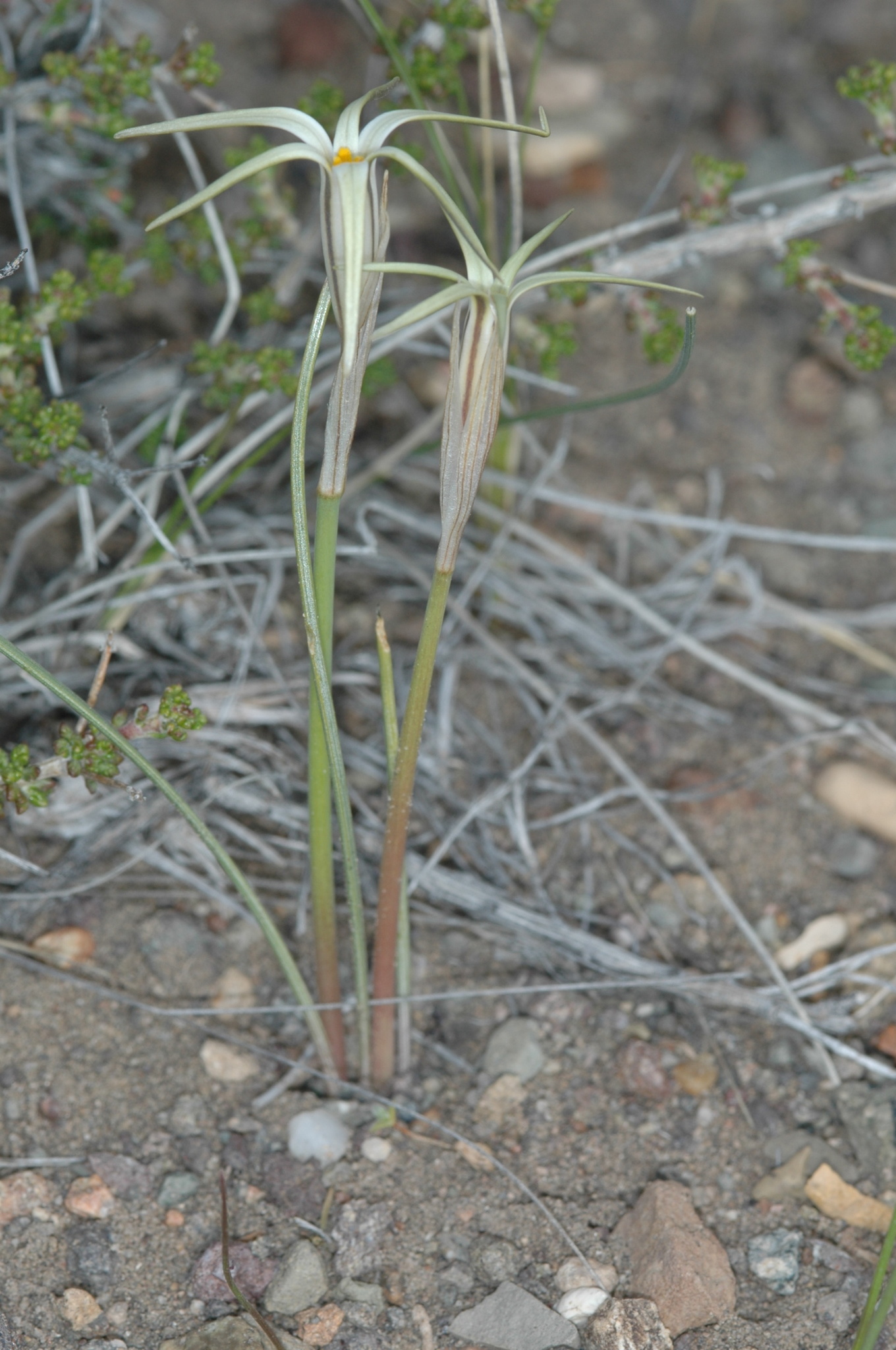 Tristagma patagonicum (Baker) Traub