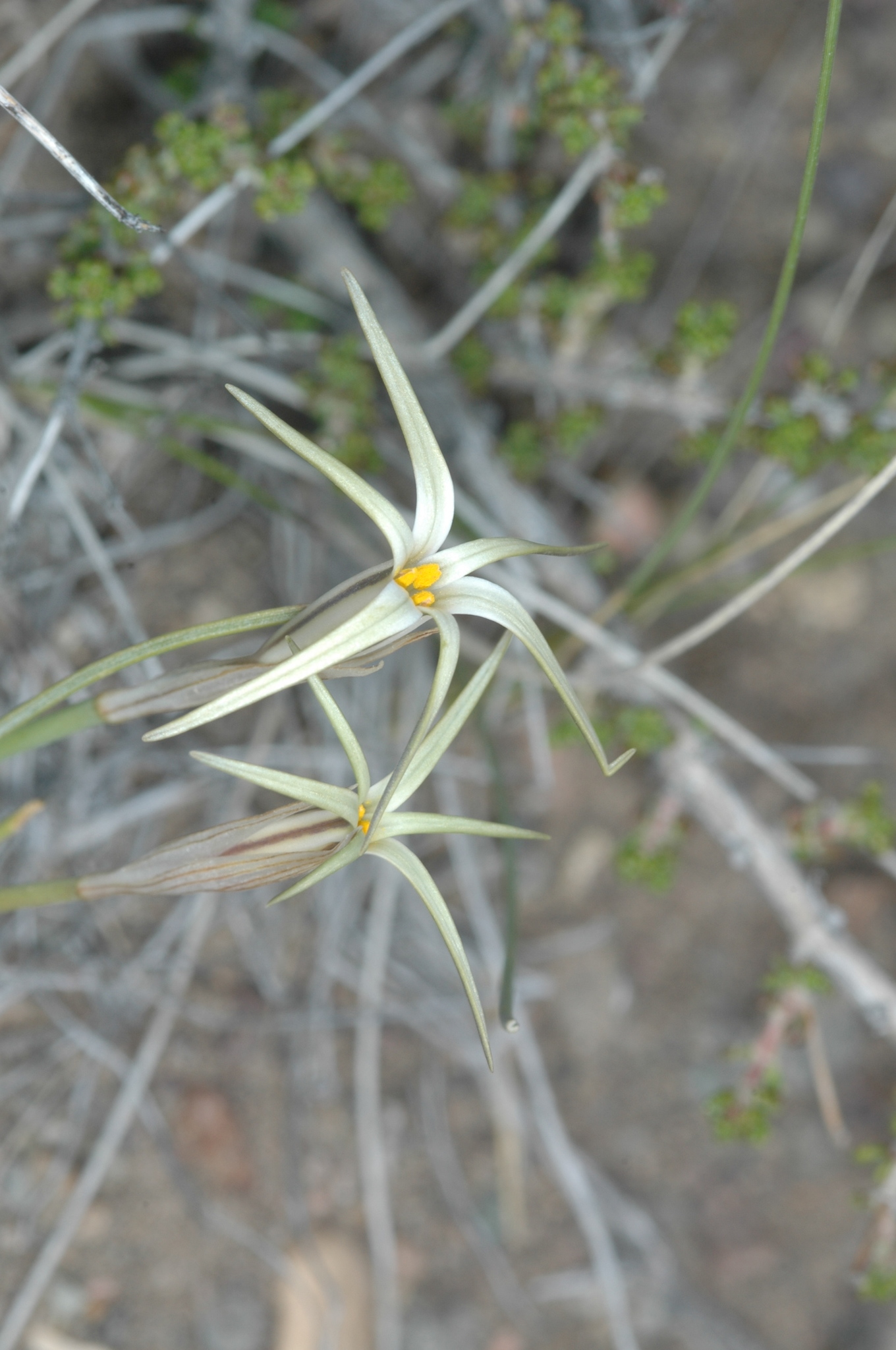 Tristagma patagonicum (Baker) Traub
