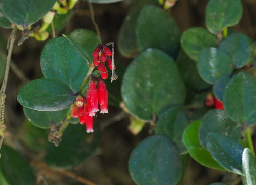 Macleania coccoloboides · iNaturalist