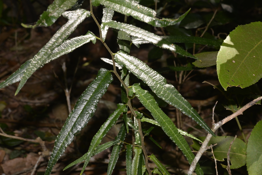 whalebone tree from Crescent Head NSW 2440, Australia on October 8 ...