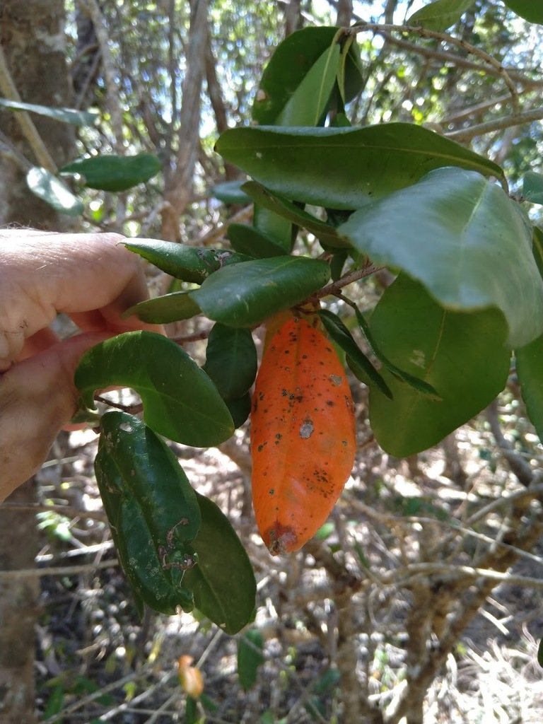 dicots from Qunaba QLD 4670, Australia on October 07, 2020 at 10:53 AM ...