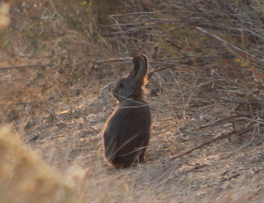 Pygmy Rabbit (Sylvilagus idahoensis) (Wildlife of the United States ...