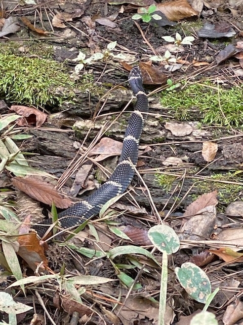 Eastern Kingsnake from Macon, GA 31217, USA on October 10, 2020 by John ...