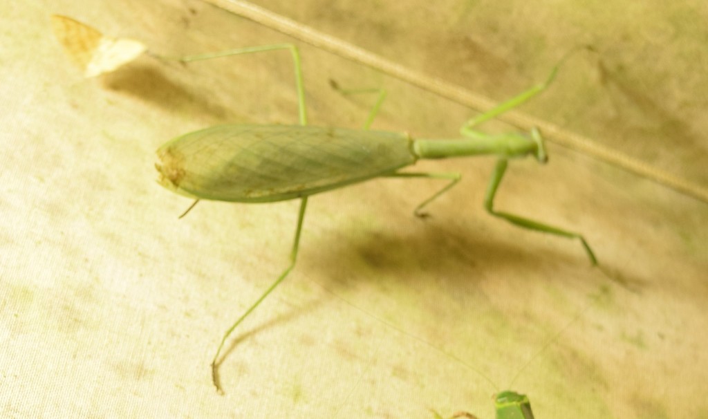 Macromantis from Camacan - BA, 45880-000, Brasil on December 05, 2016 ...