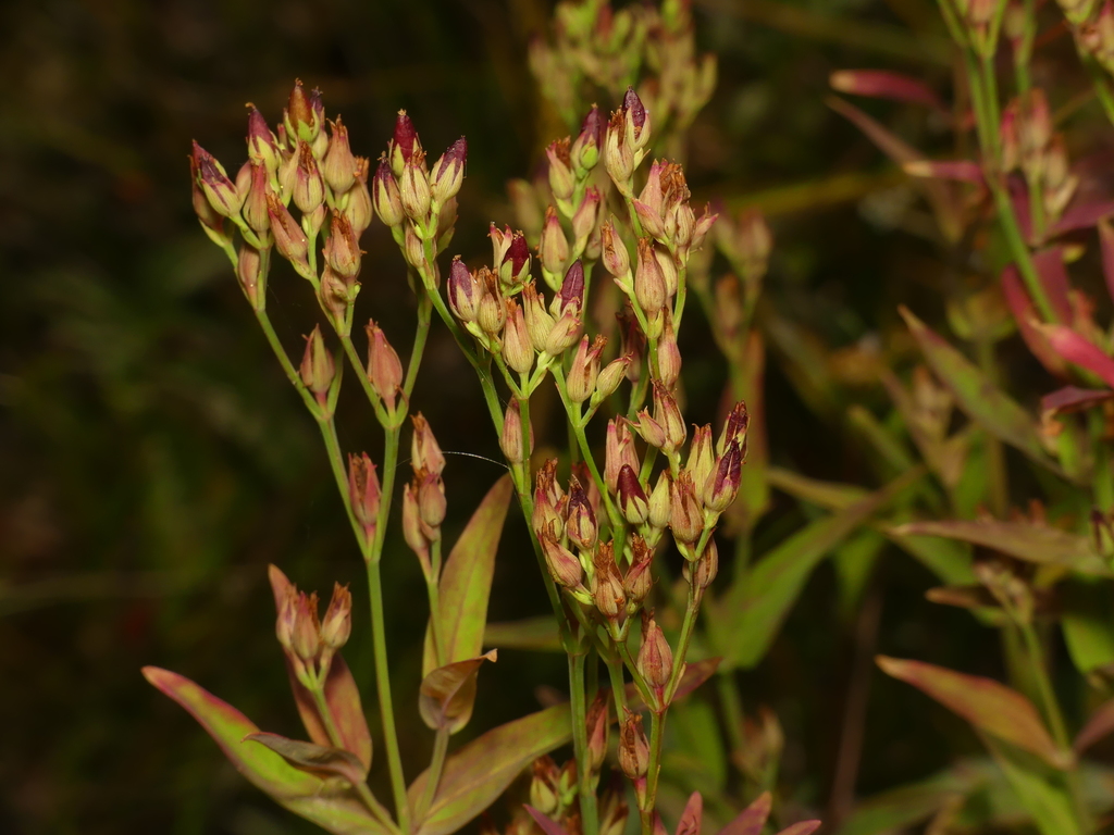 Great St. John's Wort in October 2020 by Shaun Pogacnik · iNaturalist