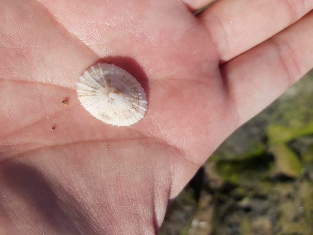 Gastropods from Norah Head NSW 2263, Australia on October 1, 2020 at 03 ...