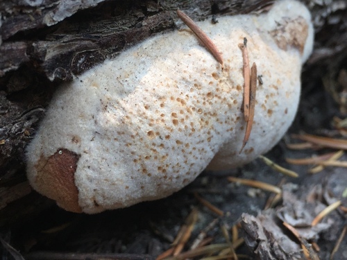 Poria corticola · iNaturalist