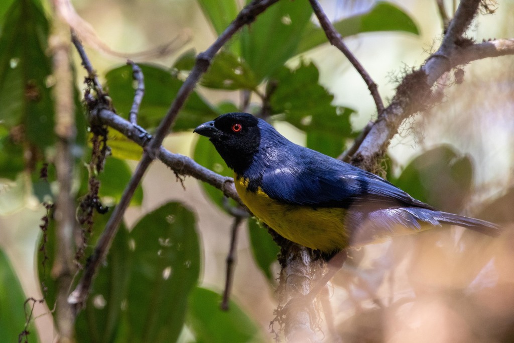 Hooded Mountain-Tanager from PNYC - San Alberto on October 09, 2020 at ...