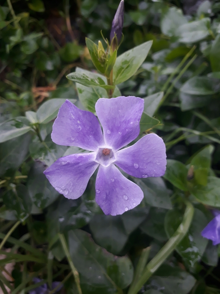 greater periwinkle from Todos Santos Cuchumatán, Guatemala on October ...