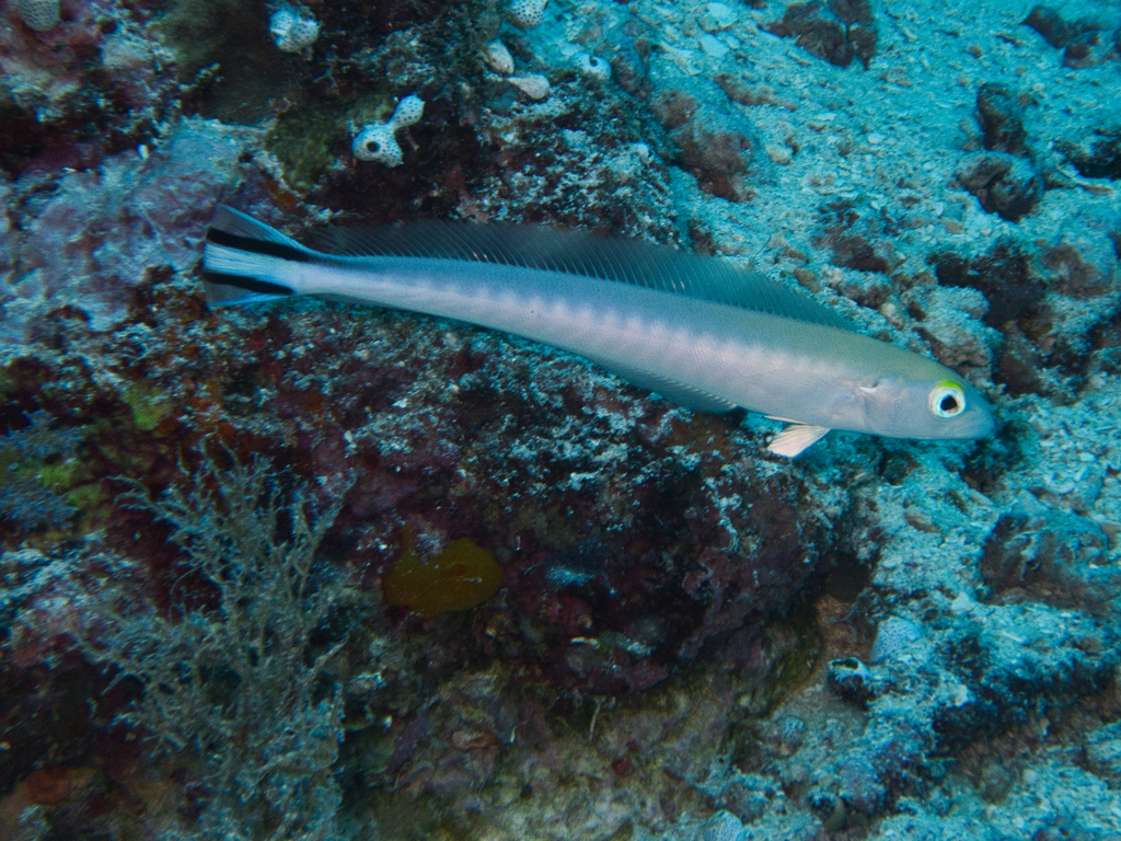 Flagtail Blanquillo from Dili, Timor-Leste on October 9, 2020 at 10:04 ...