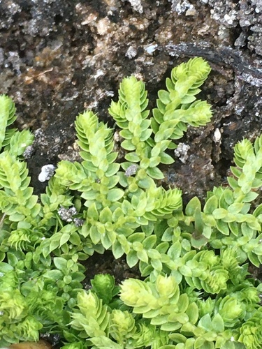 Hidden Spikemoss (Selaginella eclipes) wildspecies.ca