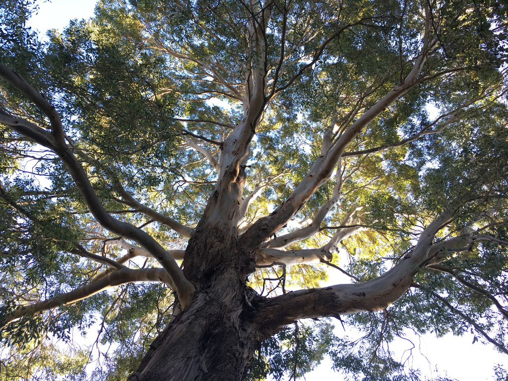 Cider Gum (Eucalyptus gunnii) - Botanical Realm