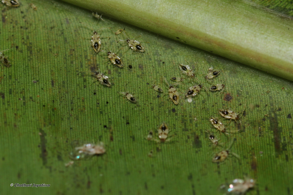 Banana lace-wing bug from Batapola, Sri Lanka on October 6, 2020 at 09: ...