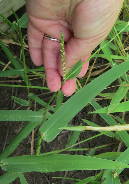 Broadleaf Signalgrass (Nash Prairie Plants List) · iNaturalist
