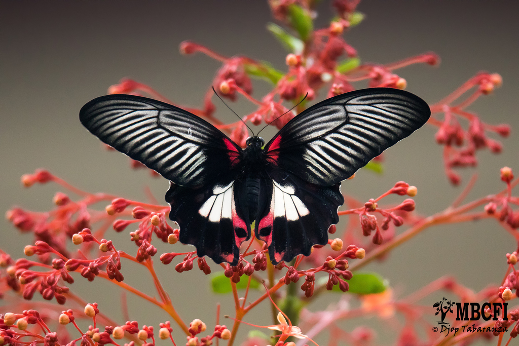 Scarlet Mormon Swallowtail (Seasonal Butterfly Habitat at the Springs ...