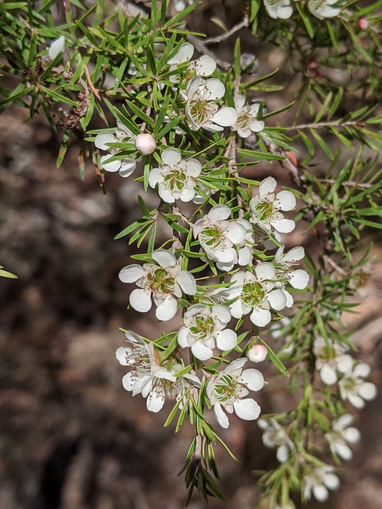 Tantoon (Logan RE 12.8.19 Flora) · iNaturalist