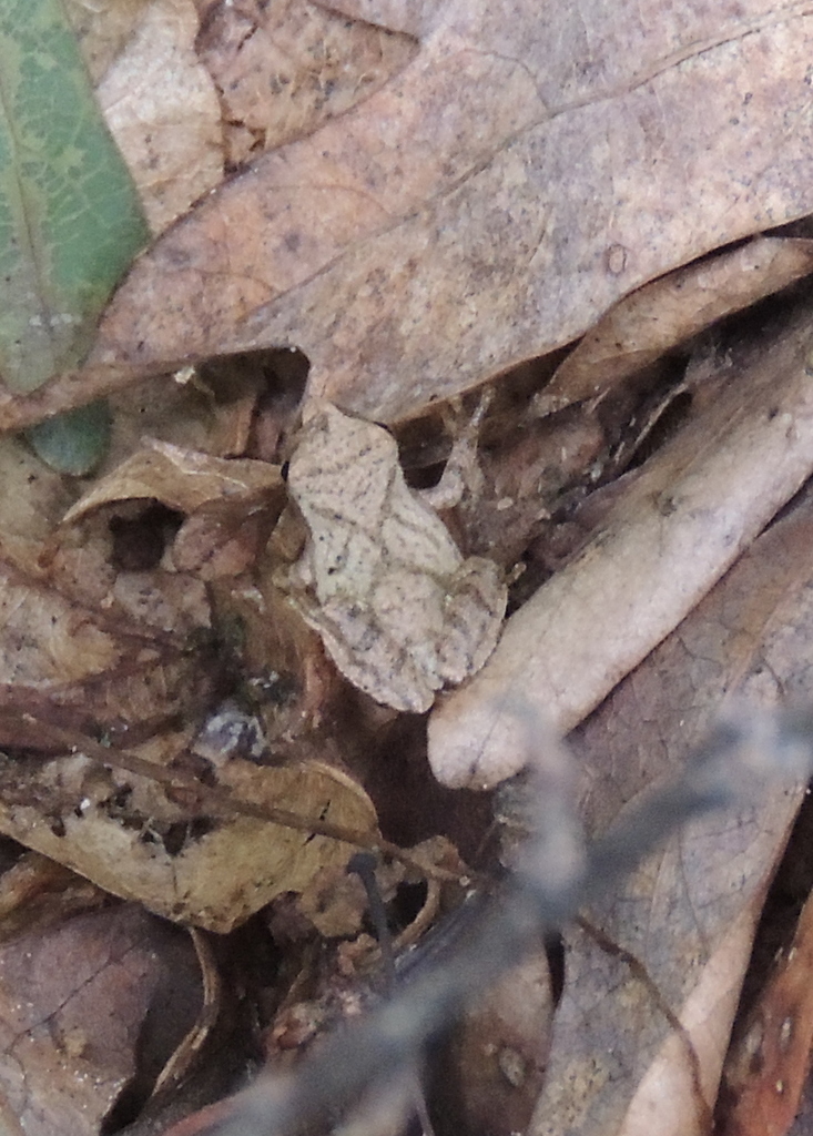 Spring Peeper from Waushara, Wisconsin, United States on July 12, 2014 ...