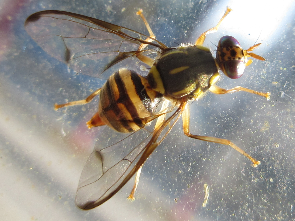 Bactrocera scutellata (Hendel, 1912)