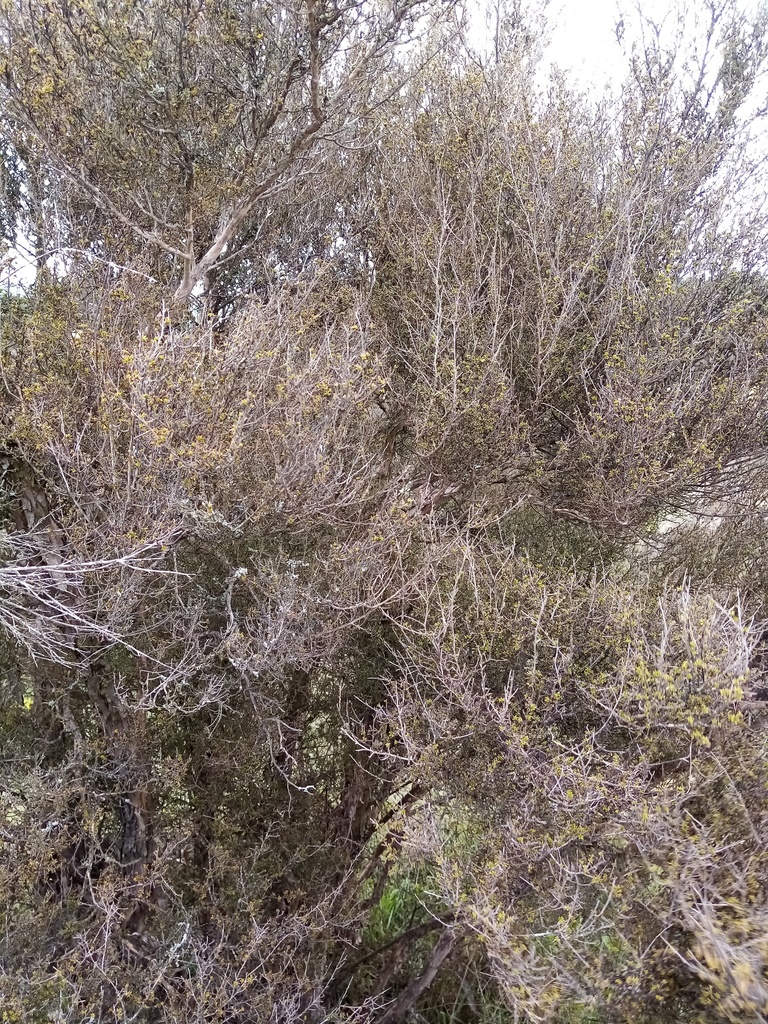 Kanuka from Hurunui District, Canterbury, New Zealand on October 10 ...