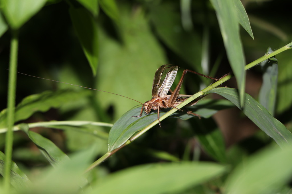 Japanese Pine Cricket from 中国浙江省杭州市西湖区 on August 14, 2020 at 07:58 PM ...