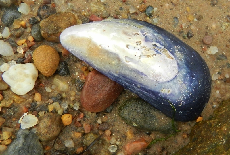 Blue Mussel from invergordon on July 19, 2014 by c michael hogan. Seen ...