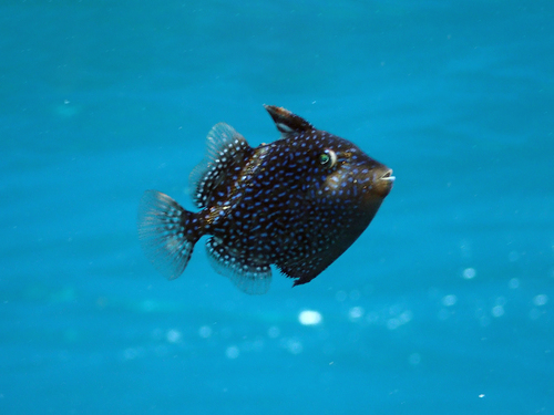 Grey Triggerfish (A Guide To North Carolina's Marine Life.) · iNaturalist