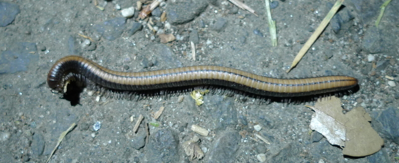 Yosemite Millipede (Millipedes of Oregon Caves National Monument and ...