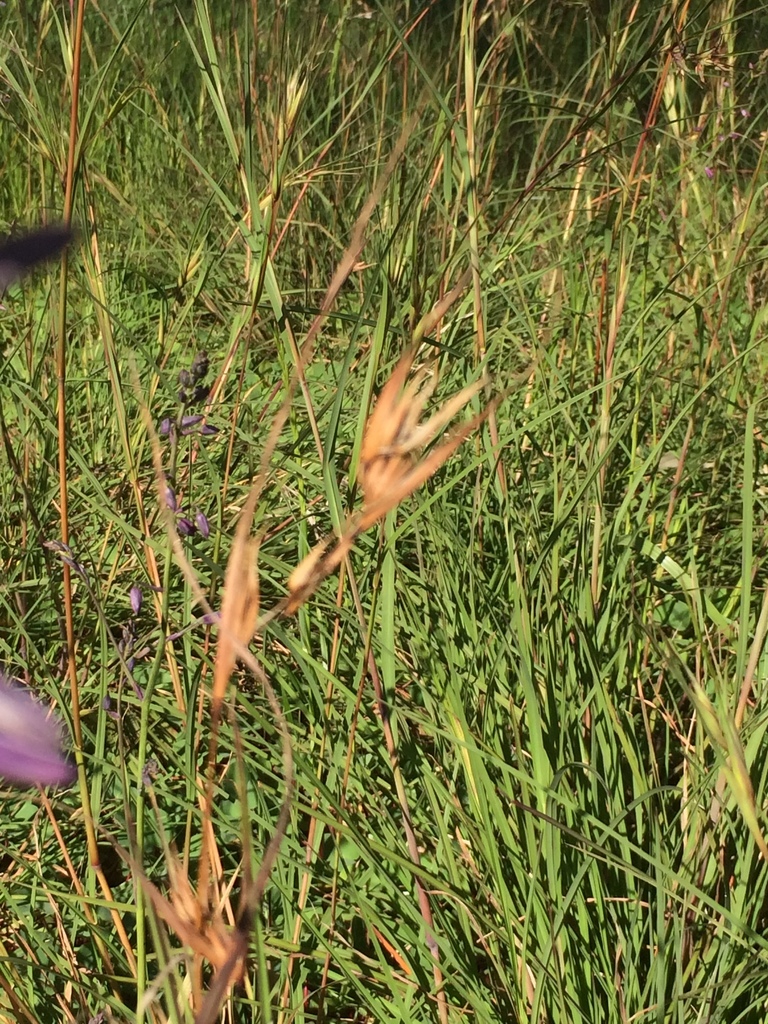 Kangaroo Grass from Moorngag VIC 3673, Australia on October 11, 2020 at ...