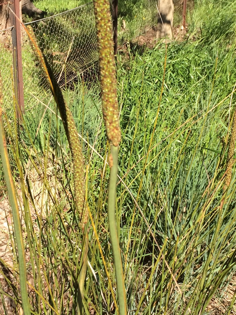 Small Grass-tree from Moorngag VIC 3673, Australia on October 11, 2020 ...
