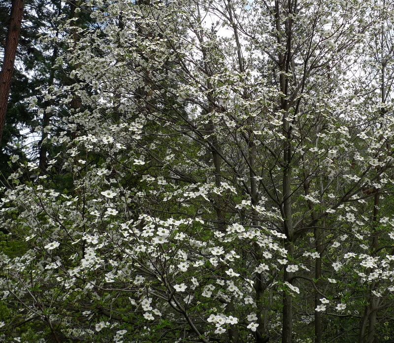 Pacific Dogwood (Handbook for the Native Trees of Oregon) · iNaturalist